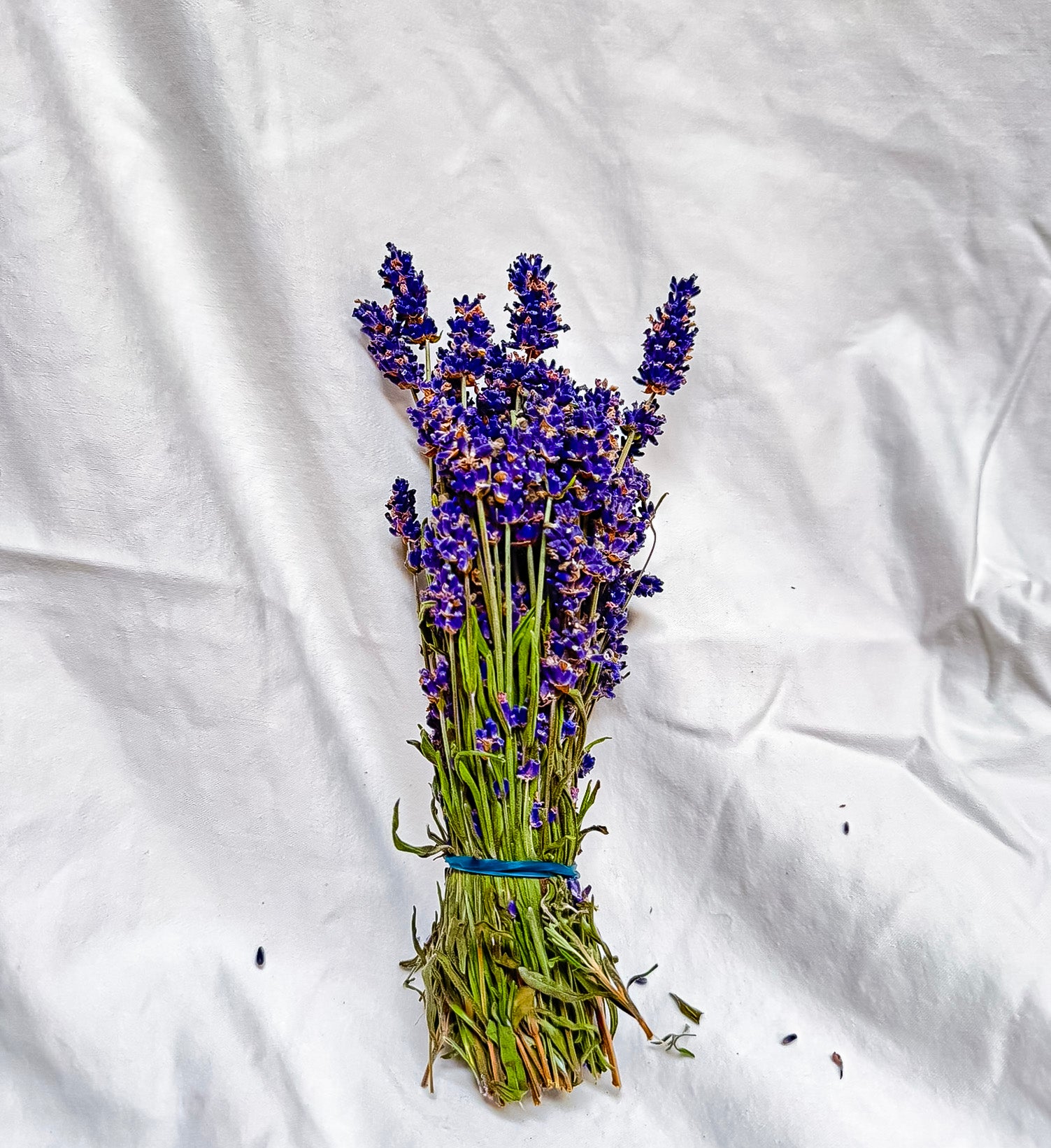 Aromatic Lavender Buds, Small – Island Lavender